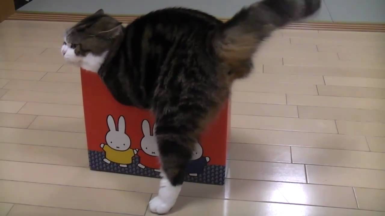 Kitty Cat Tries to Squeeze Into Cardboard Boxes. All You Need To See ...