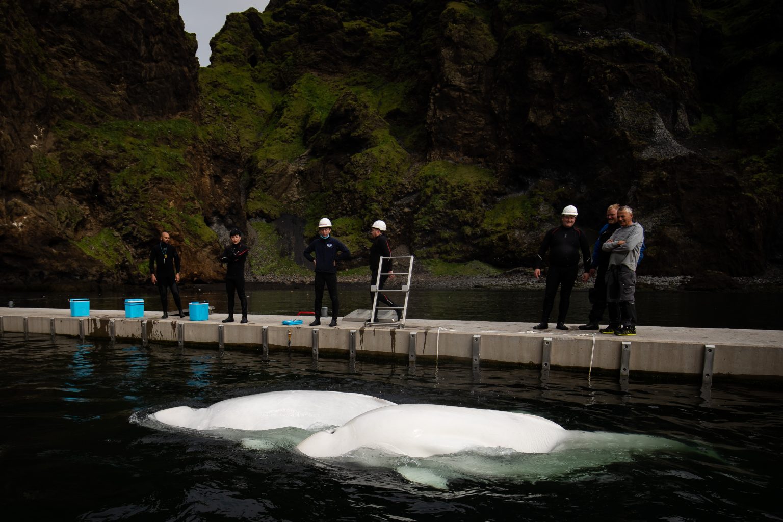 Watch Little Grey and Little White Beluga Whales Arrive At New ...