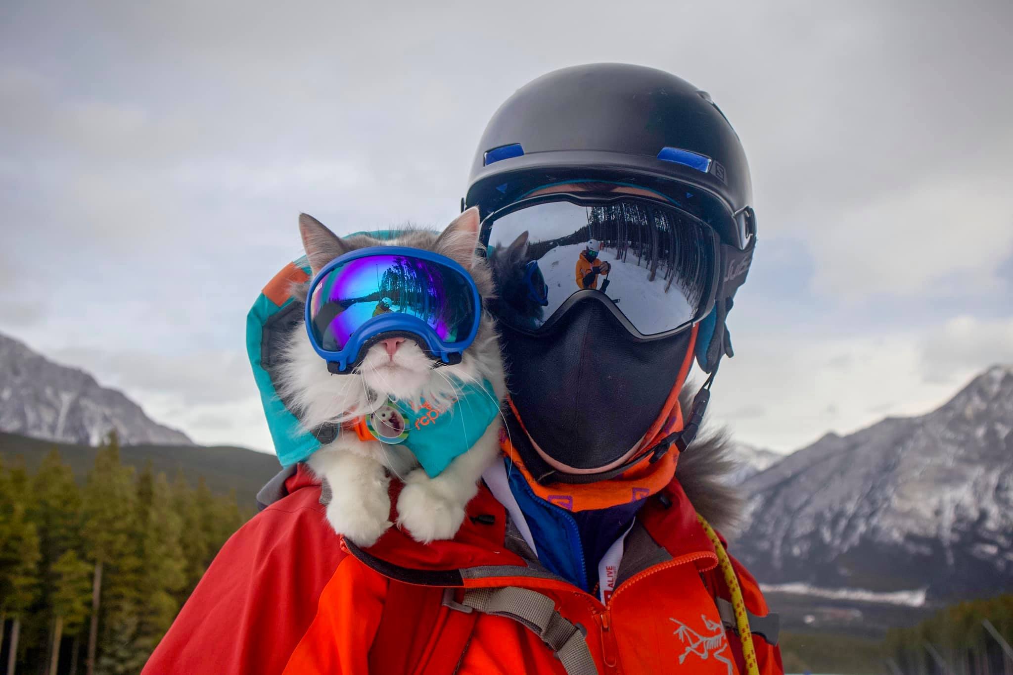 Meet Gary The ‘Adventure Cat.’ - Daily Candid News