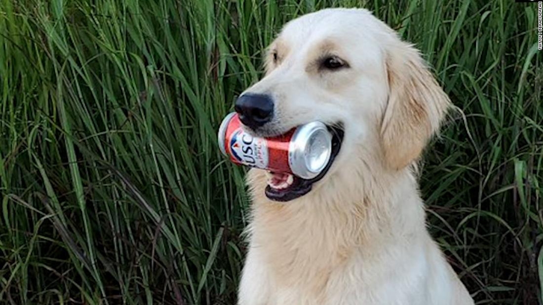 Does Your Dog Need a Job? Busch Will Pay Them $20,000 A Year (Plus ...