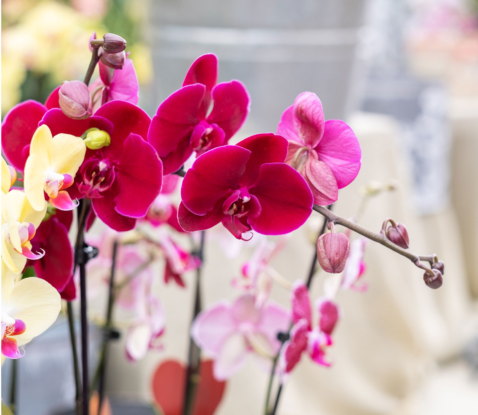 Westerlay Orchids: Get Mom The Best. - Daily Candid News