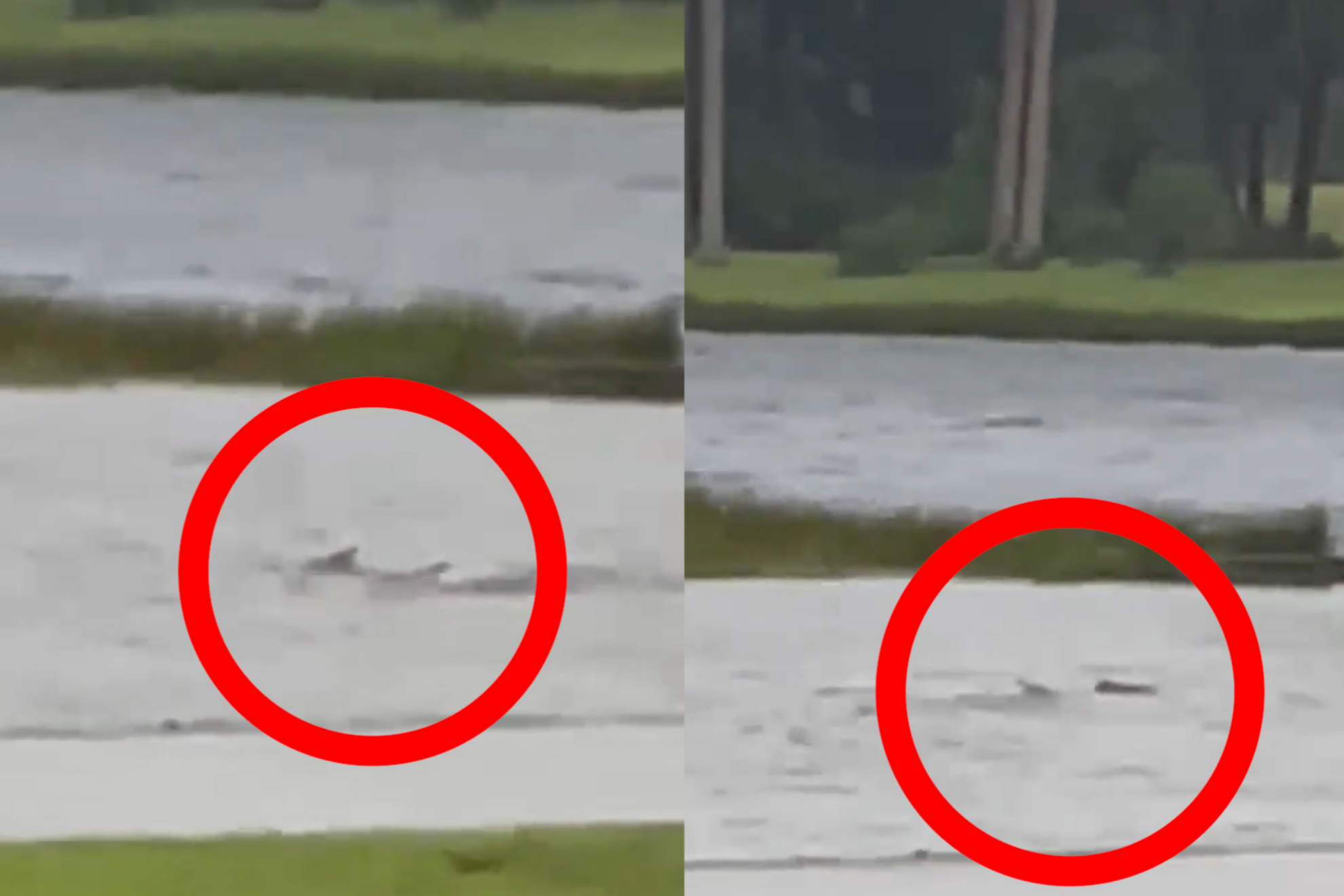 Shark Spotted Swimming In Someone’s Front Yard After Hurricane Ian ...
