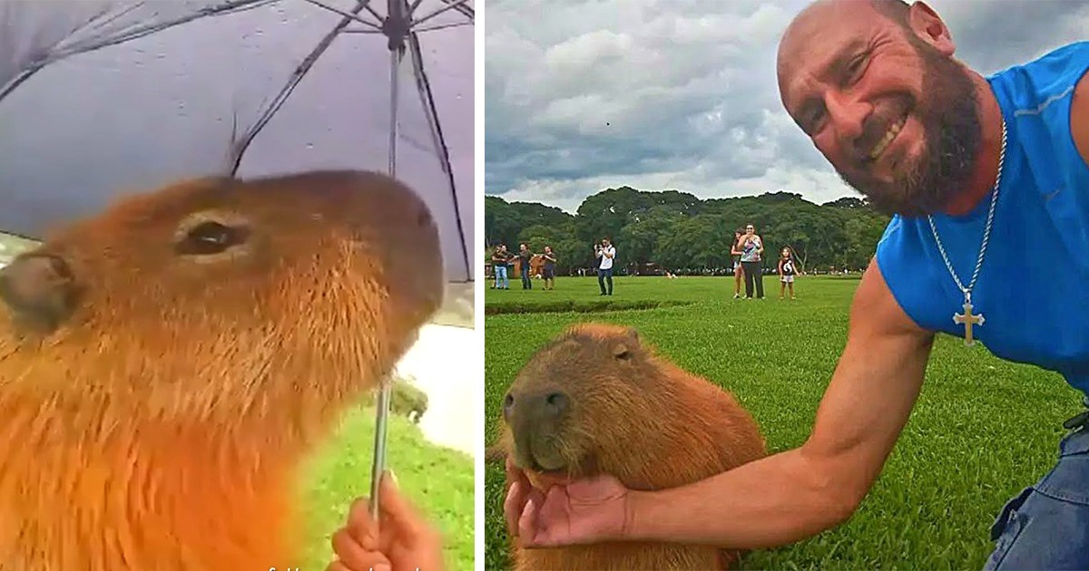 Capybara Shares Umbrella With Man…They Become Besties. - Daily Candid News