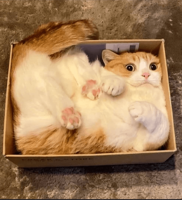 Why Do Cats Love Boxes So Much? (And Why Cats In Shelters Should Have ...