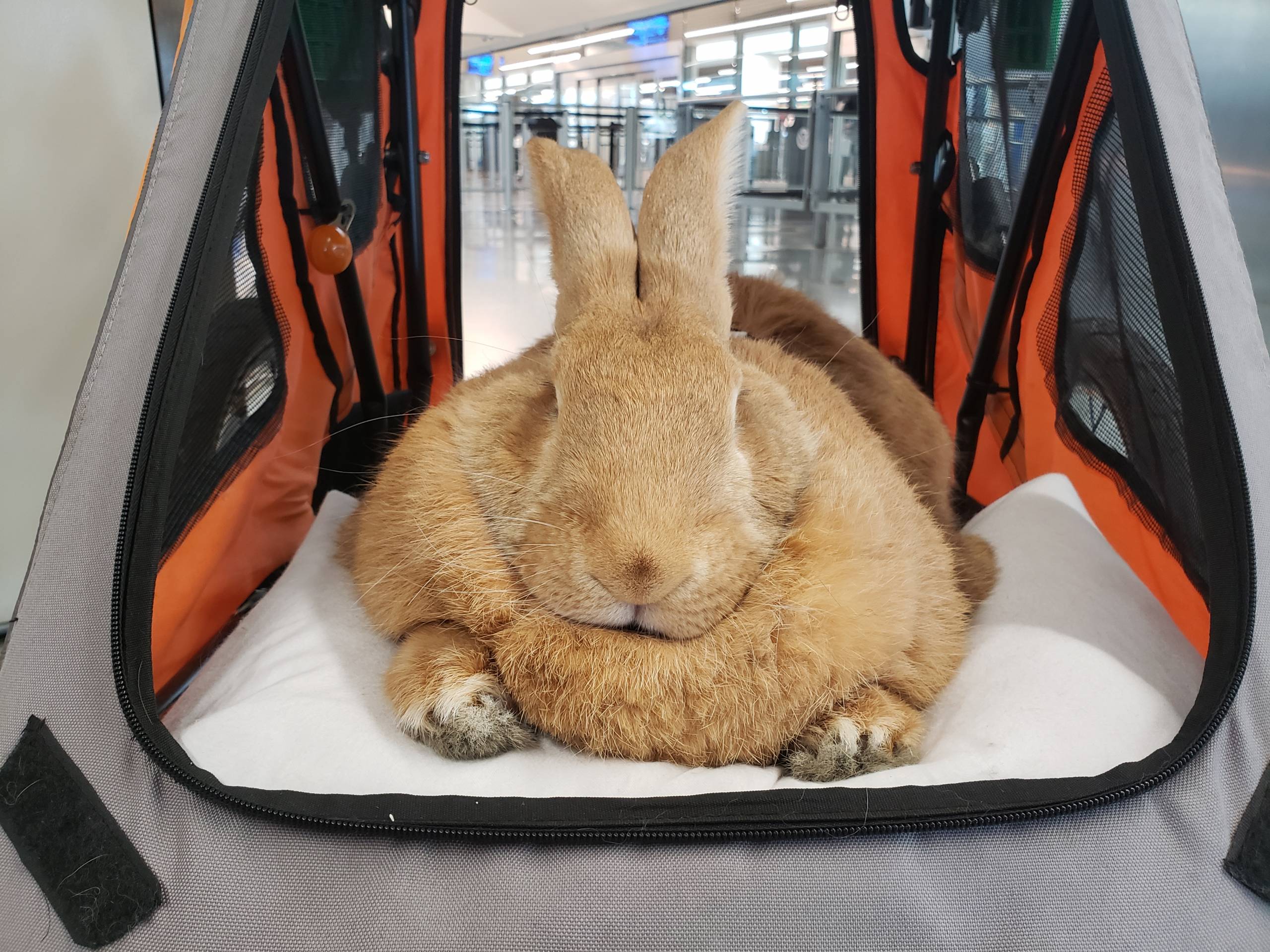 ‘Alex The Great’ Therapy Rabbit. - Daily Candid News