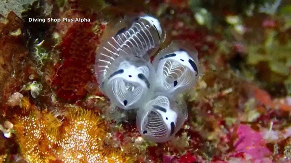Rare ‘Skeleton Pandra Sea Squirt’ Discovered In Japan. - Daily Candid News