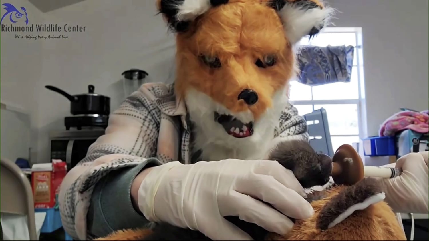 Why Are They Wearing Fox Masks??? - Daily Candid News