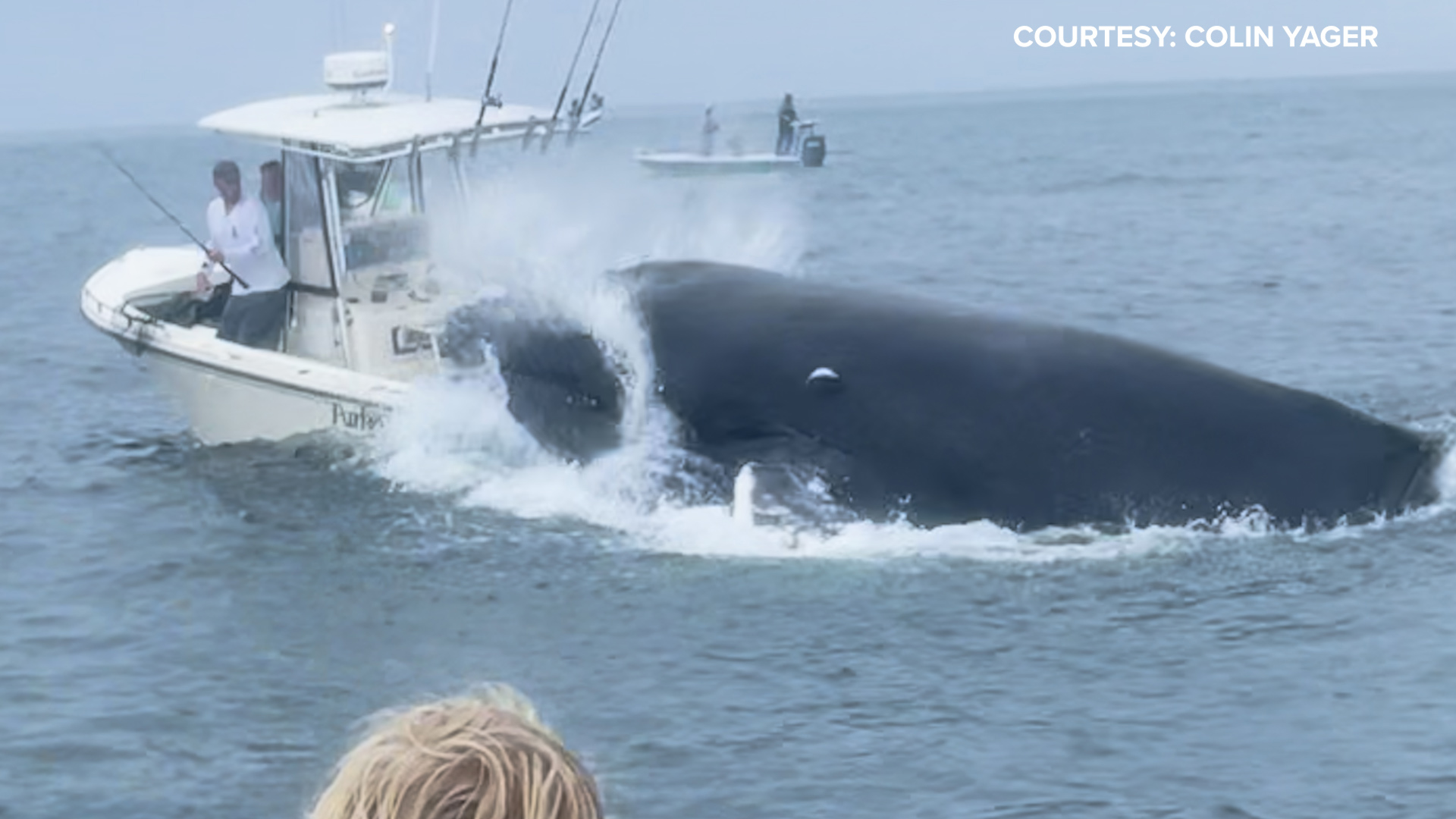 A Whale of A Tale: See The Moment a 40-ton Whale Flips Boat. - Daily ...