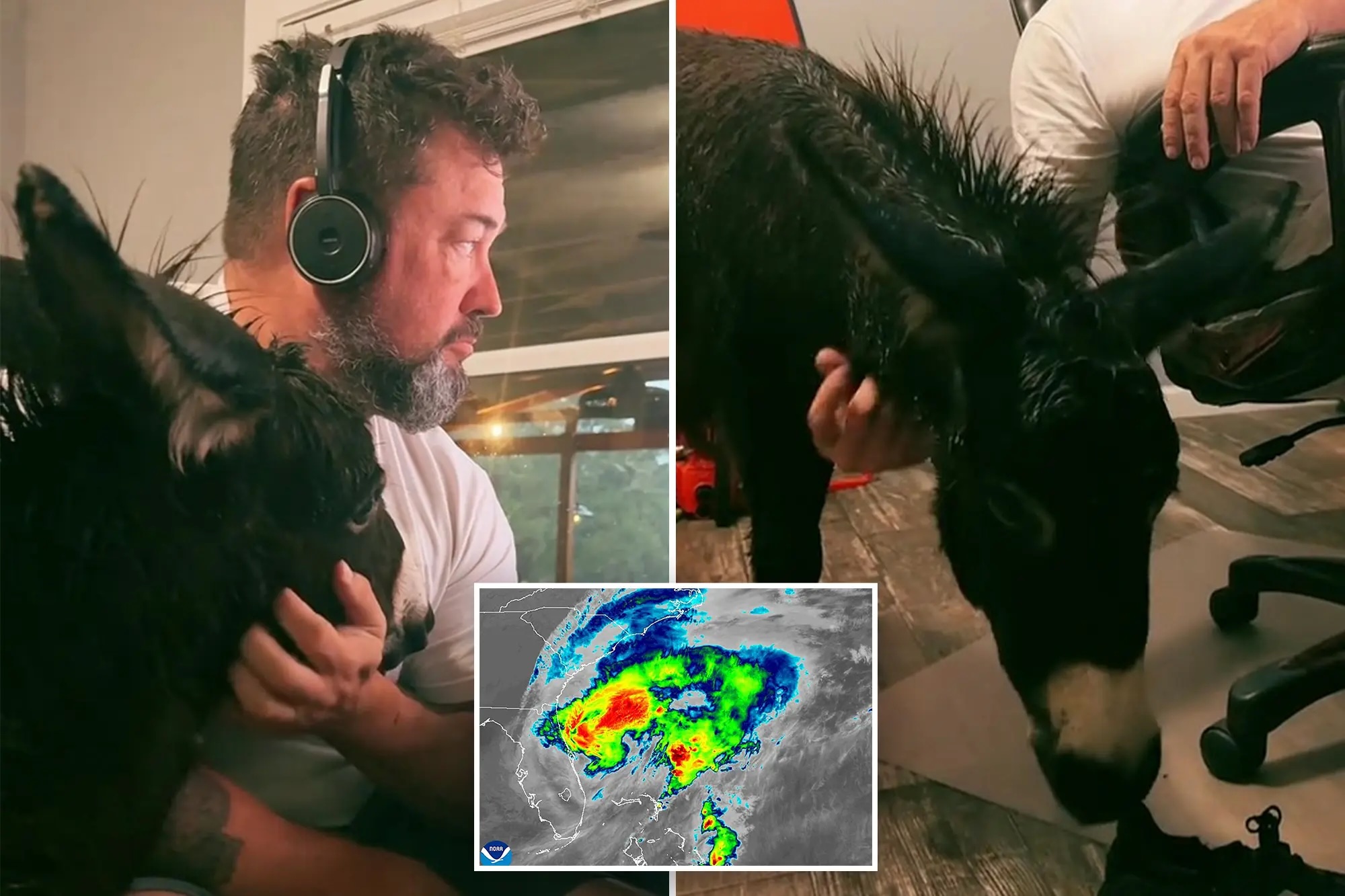 See The Florida Farm Animals Couple Kept Safe During Hurricane ...