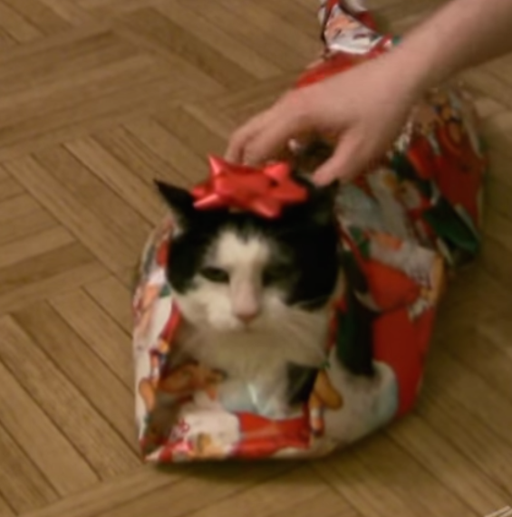 How To Wrap A Cat For Christmas. - Daily Candid News