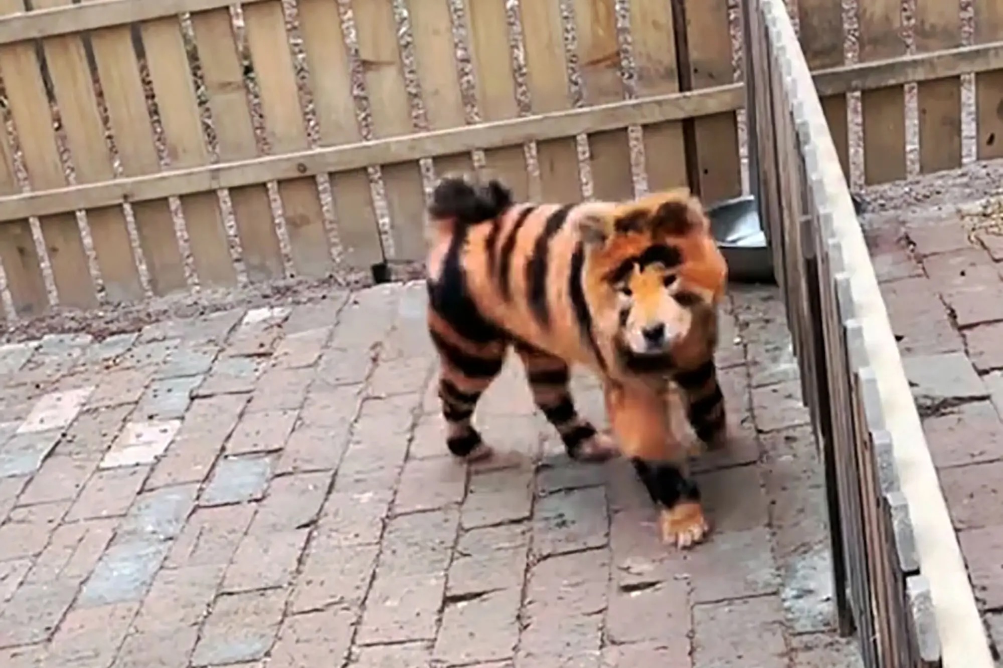 Chinese Zoo Tries To Pass Off Painted Dogs As Tigers. - Daily Candid News