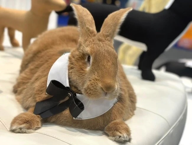 Meet Alex the Great: The World’s Most Unexpected (and Hugest) Therapy ...