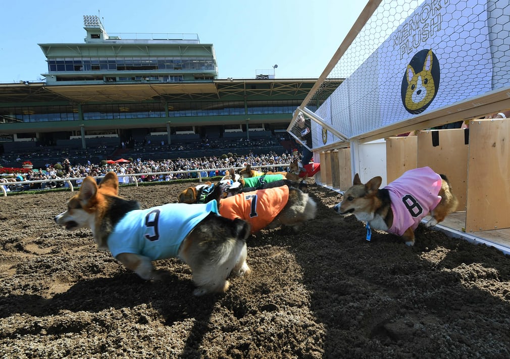 Corgi Races In Southern California -- See The Pics. - Daily Candid News